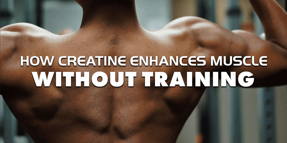 How Creatine Enhances Muscle Without Training – Gains in Bulk